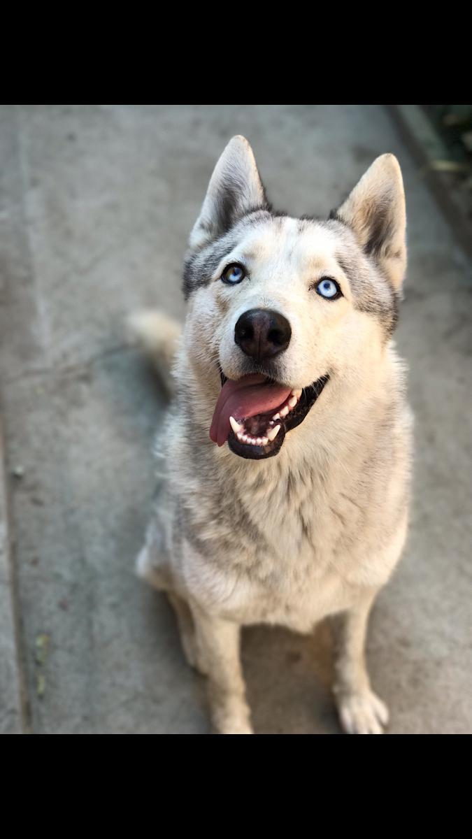 White Grey Huskies With Blue Eyes