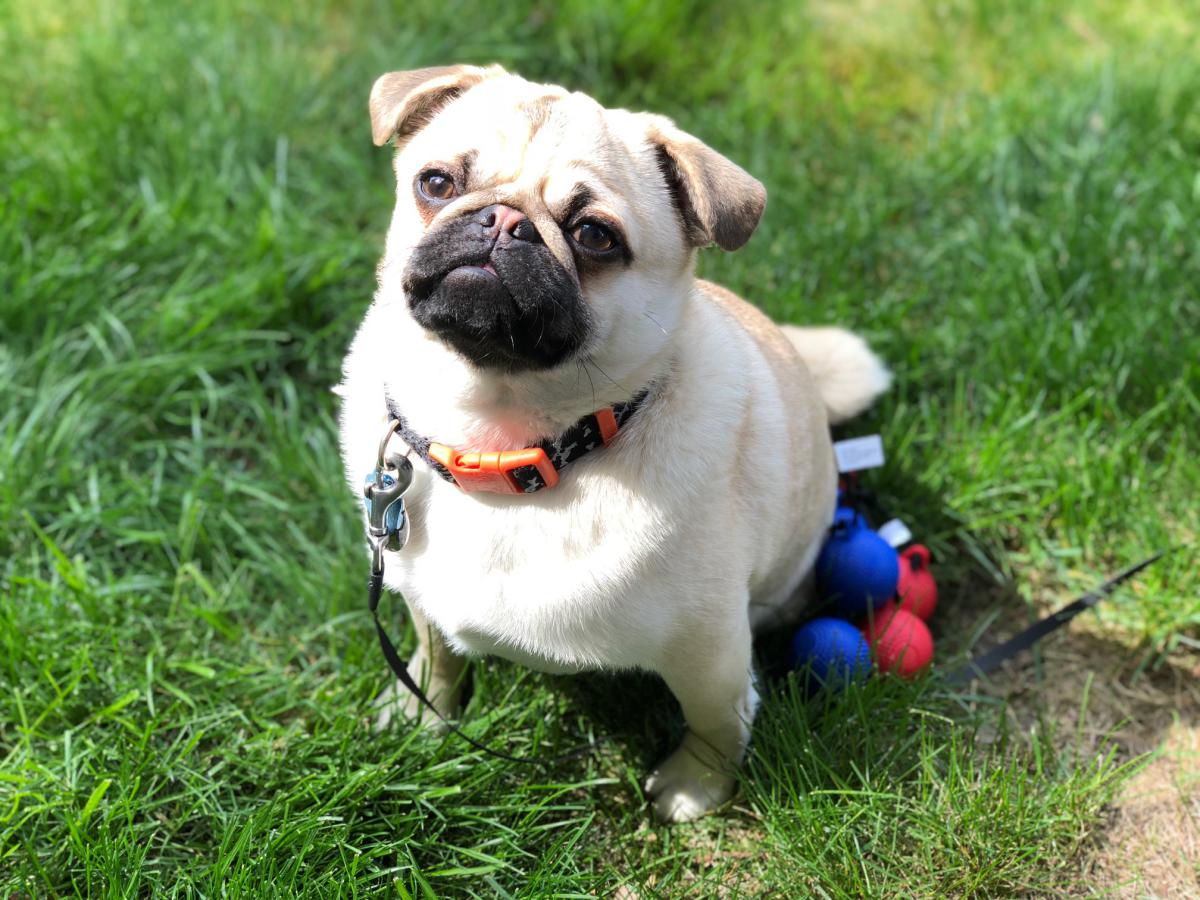 Lost Dog Pug in KIRKLAND, WA - Lost My Doggie