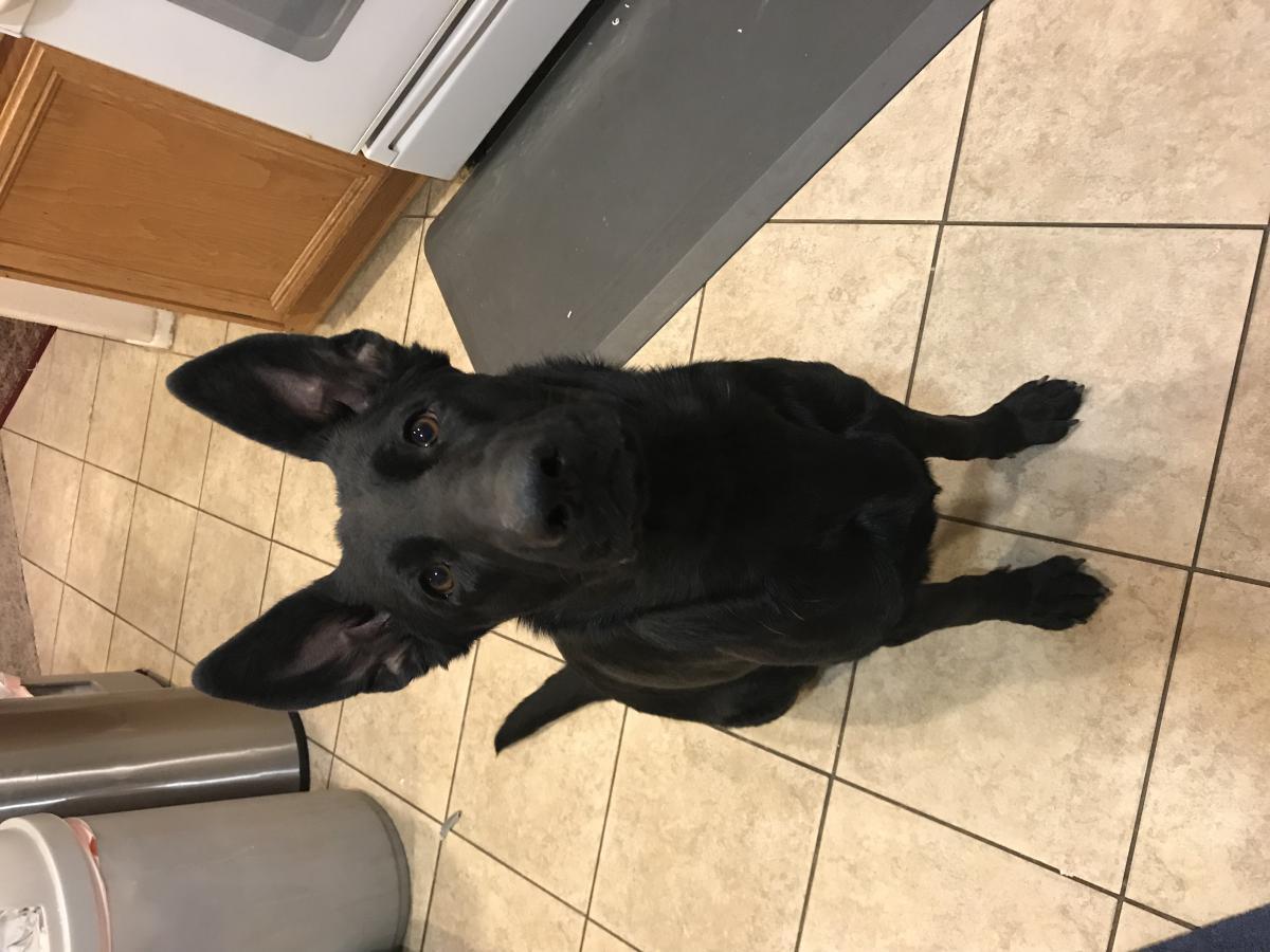 Lost Dog German Shepherd in VICTORVILLE, CA - Lost My Doggie