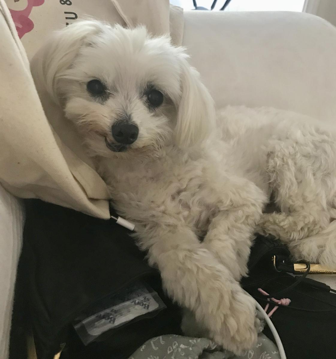 Lost Dog Maltese in PASADENA, CA - Lost My Doggie