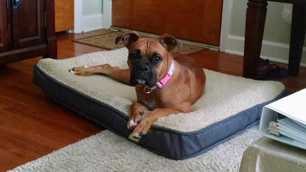 Lost Dog Boxer in CONCORD, NC - Lost My Doggie