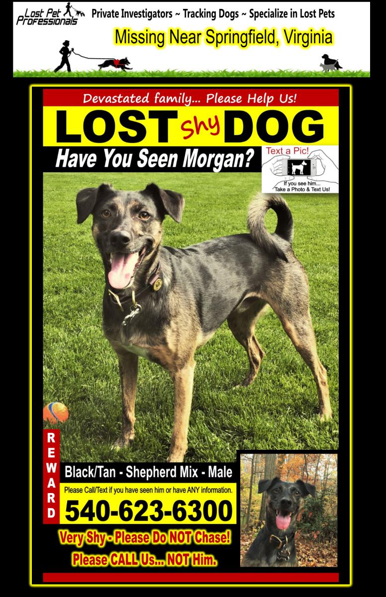 How Can I Track My Lost Dog
