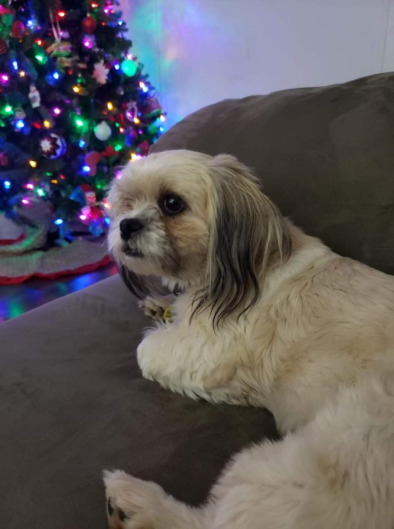 Lost Dog Shih Tzu in AIKEN, SC - Lost My Doggie