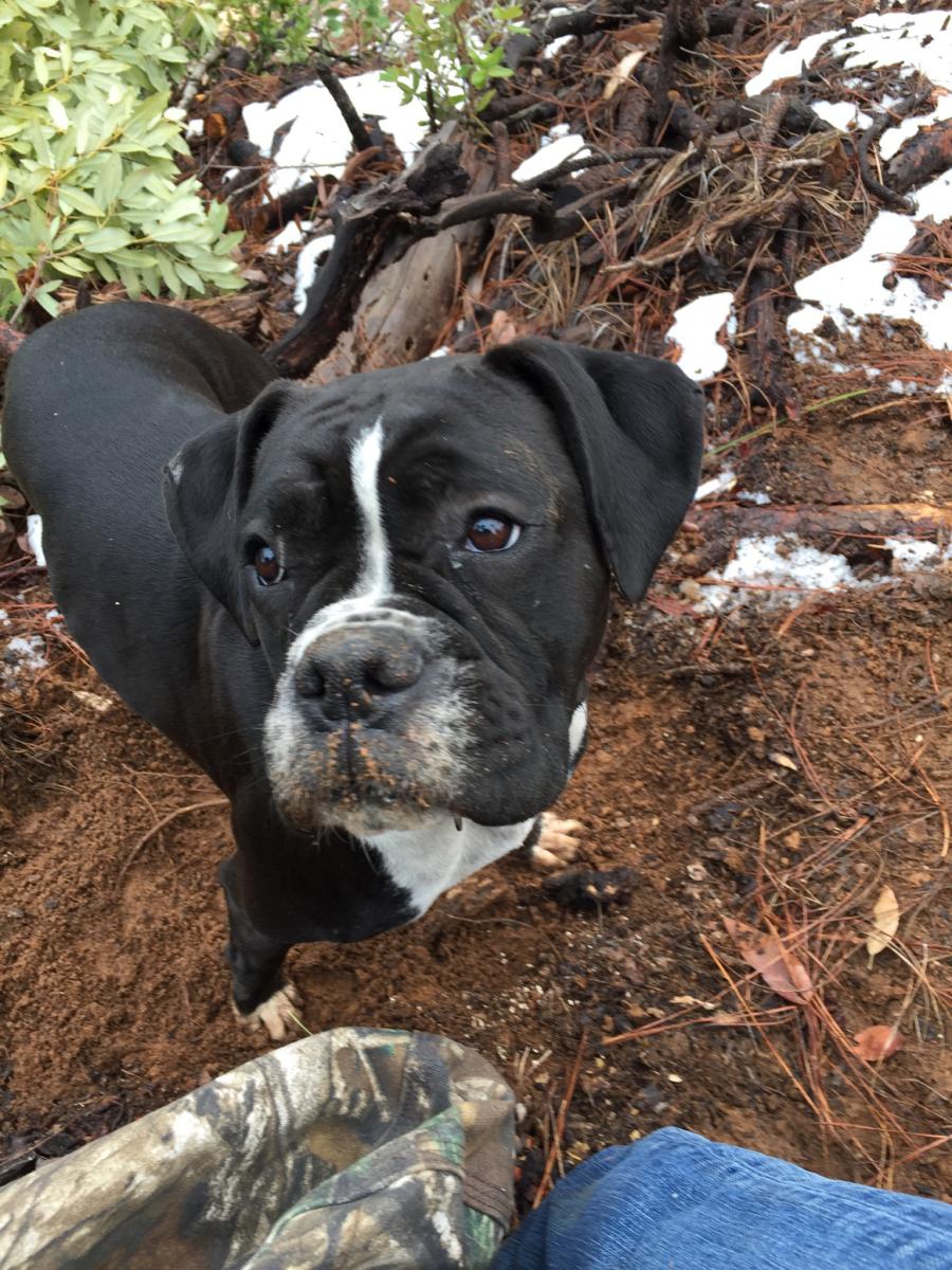 Lost Dog Boxer in BANGOR, CA - Lost My Doggie
