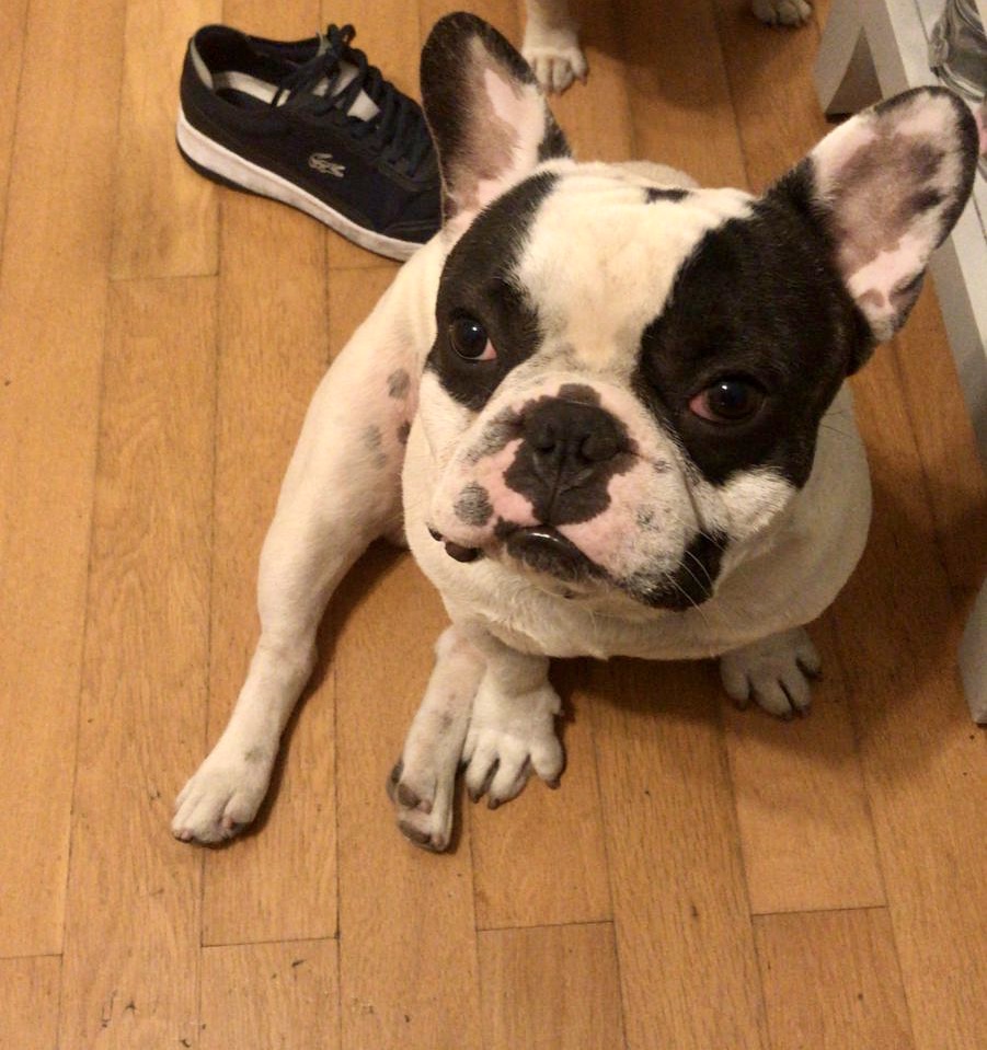Lost Dog French Bulldog in MIAMI, FL - Lost My Doggie