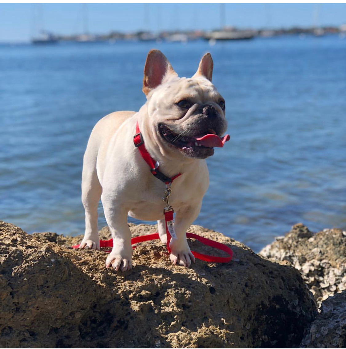 Lost Dog French Bulldog in ROCKFORD, IL - Lost My Doggie