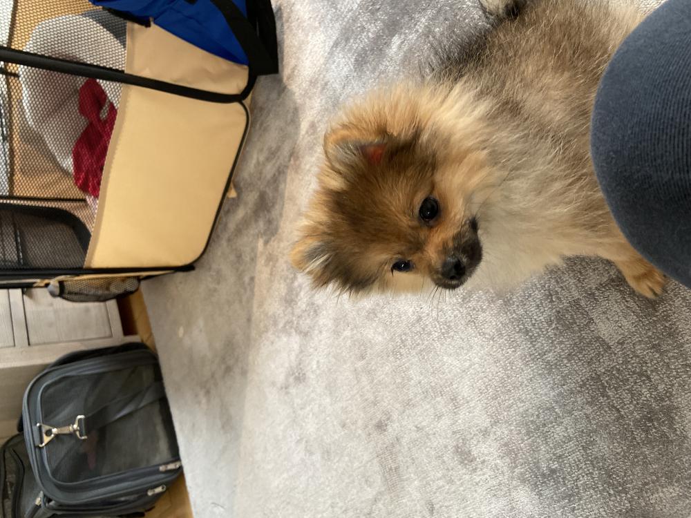 What Breed Is Mocha Dog