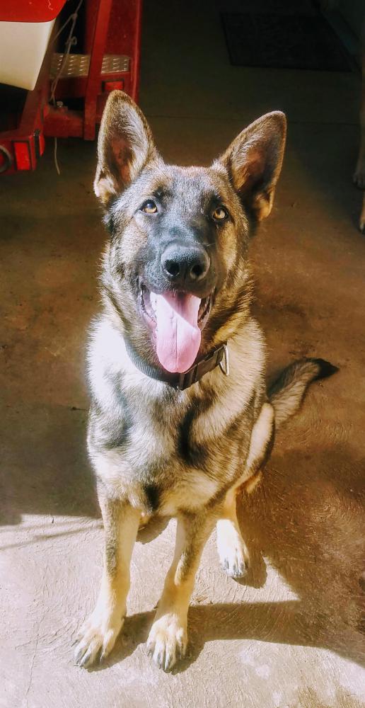 Lost Dog German Shepherd in FRESNO, CA - Lost My Doggie