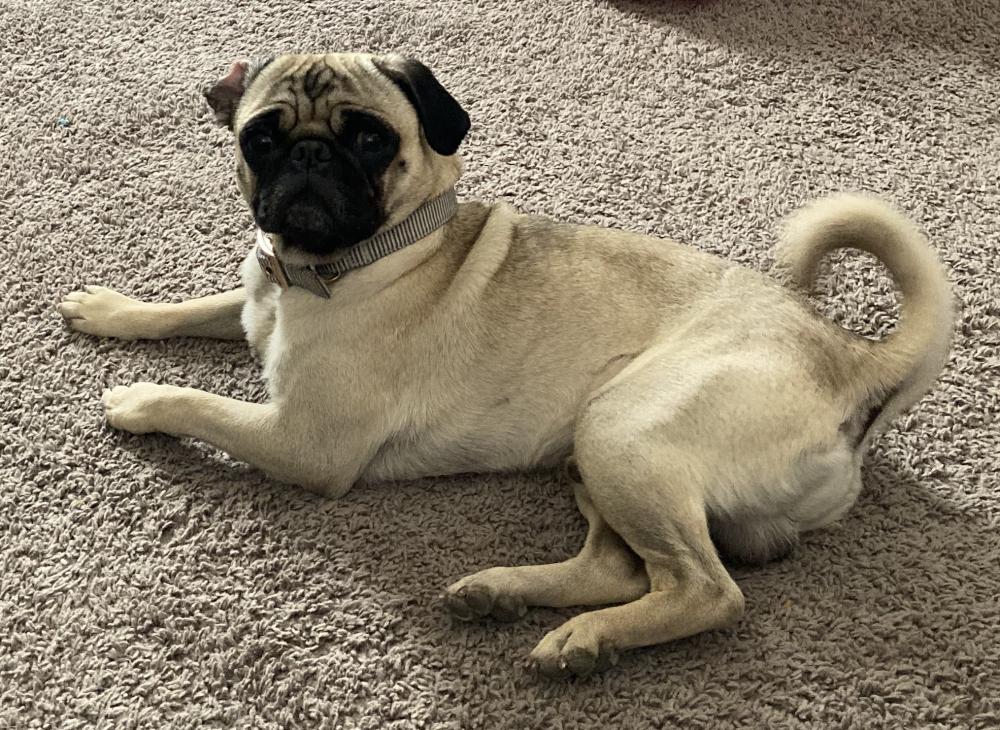 Lost Dog Pug in EL PASO, TX - Lost My Doggie