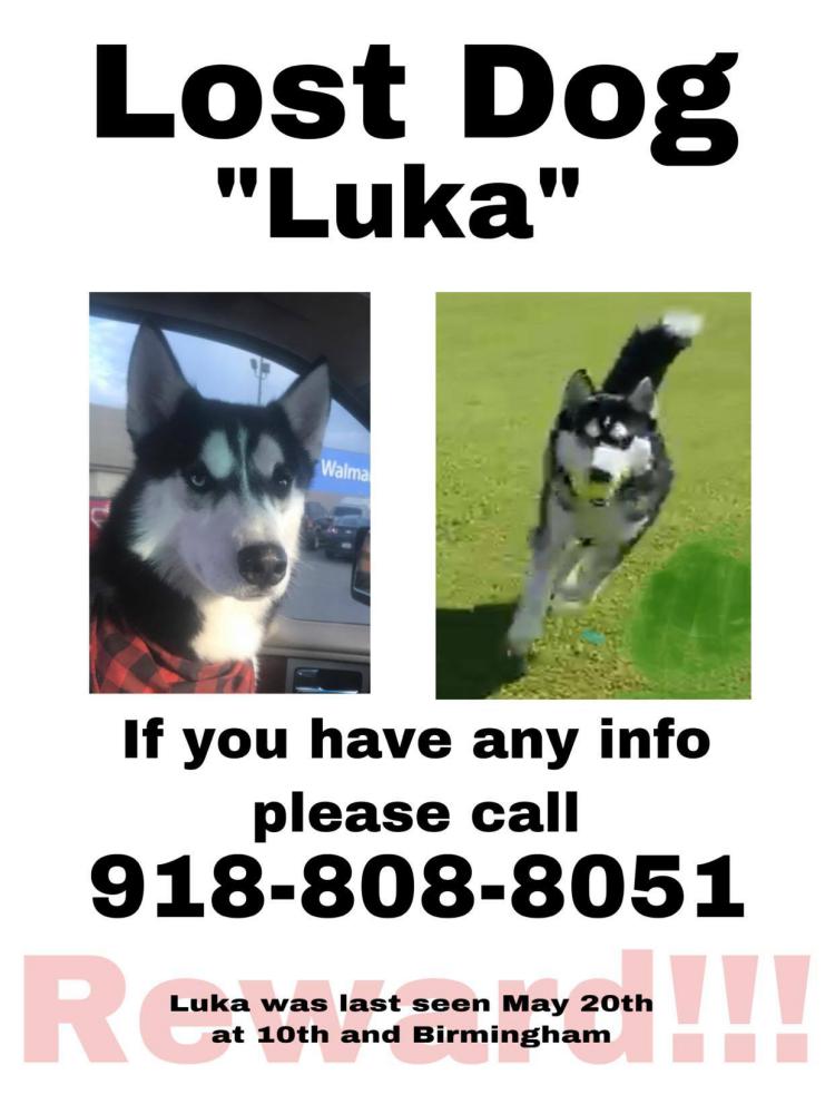 Lost Dog Siberian Husky in TULSA, OK - Lost My Doggie