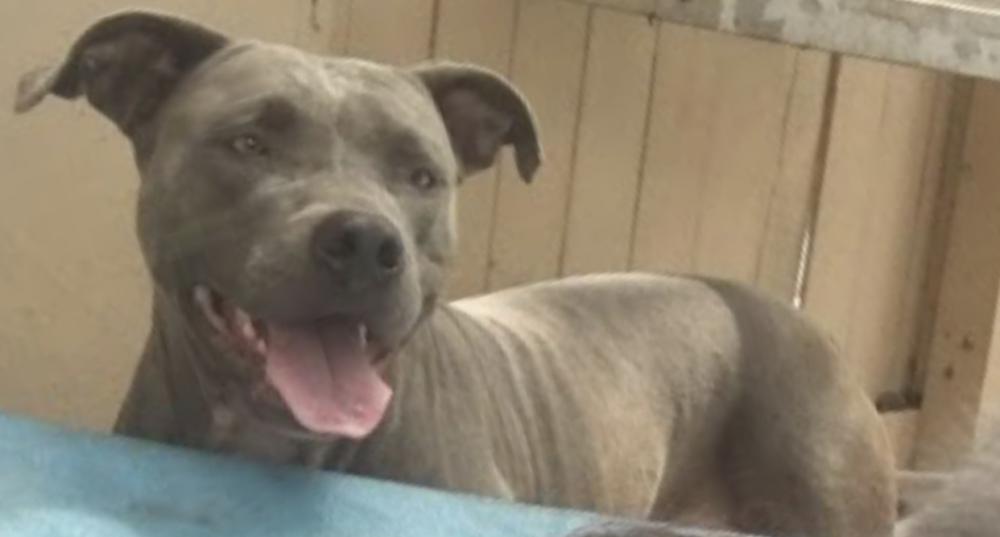 Lost Dog Pit Bull in MIAMI, FL - Lost My Doggie