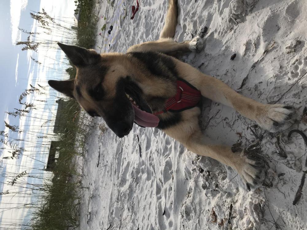 Lost Dog German Shepherd in TAMPA, FL - Lost My Doggie