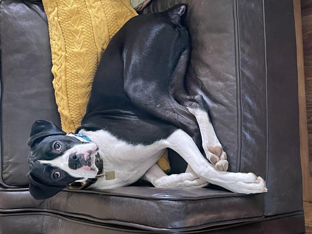 Lost Dog Boxer in FLETCHER, NC - Lost My Doggie