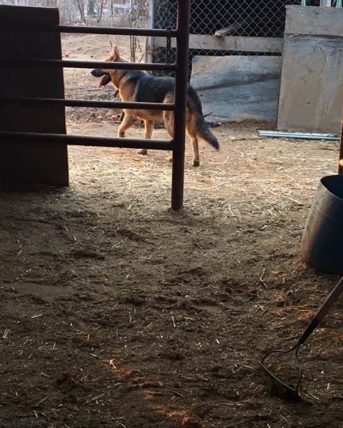 Lost Dog German Shepherd in FRESNO, CA - Lost My Doggie