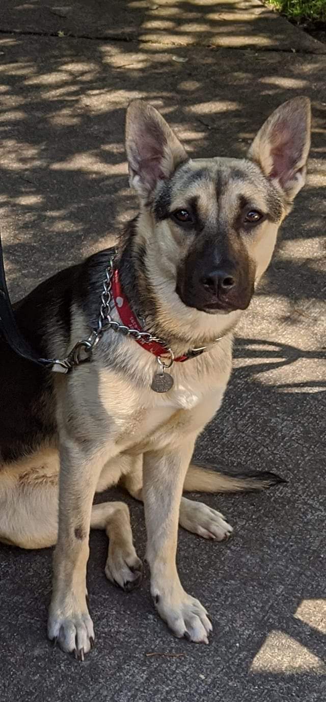 Lost Dog German Shepherd in TACOMA, WA - Lost My Doggie