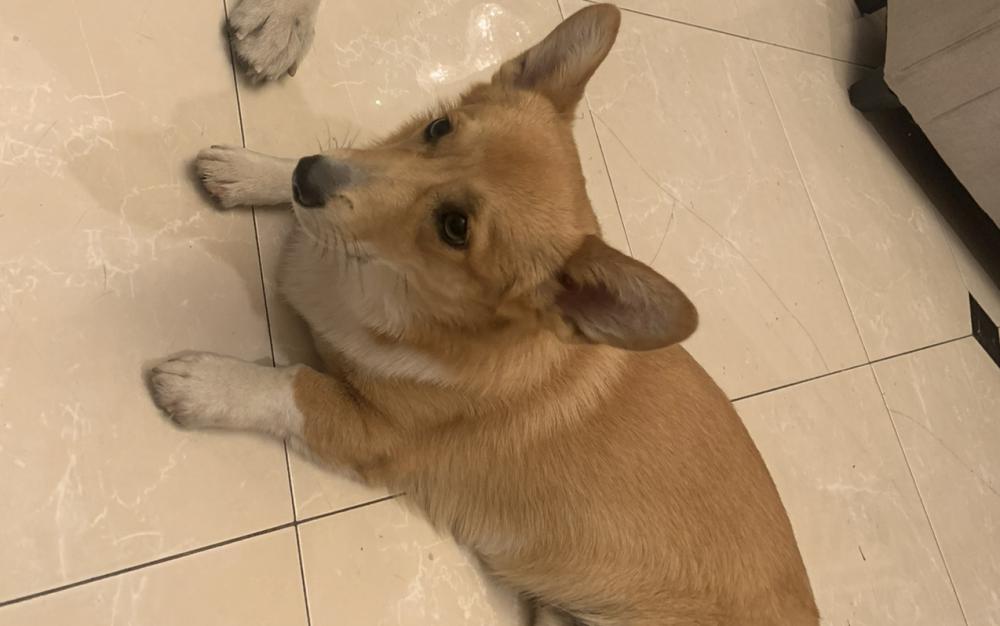 Lost Doge Twinkie
