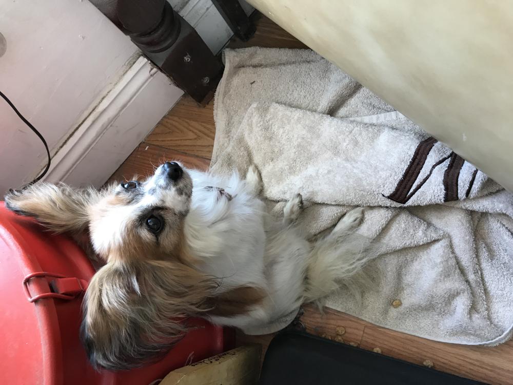 Found Dog Unknown in MIAMI, FL - Lost My Doggie