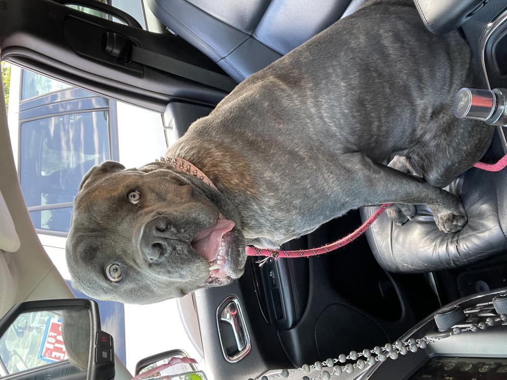 Lost Dog Cane Corso in MIAMI, FL - Lost My Doggie