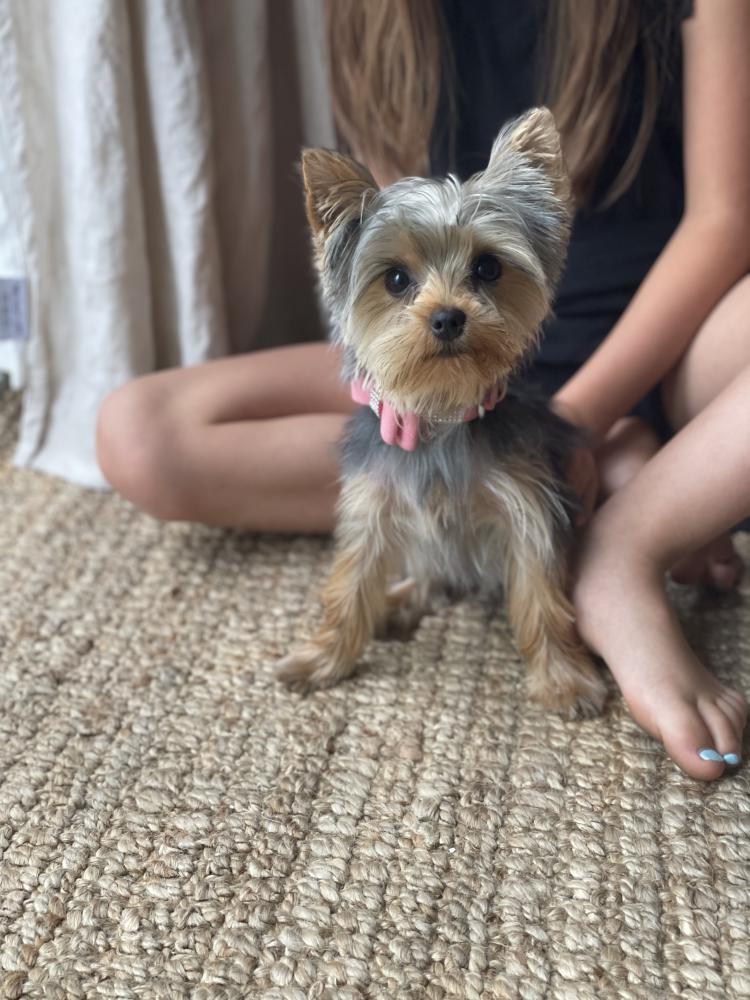 Lost Dog Yorkshire Terrier in LANCASTER, PA - Lost My Doggie