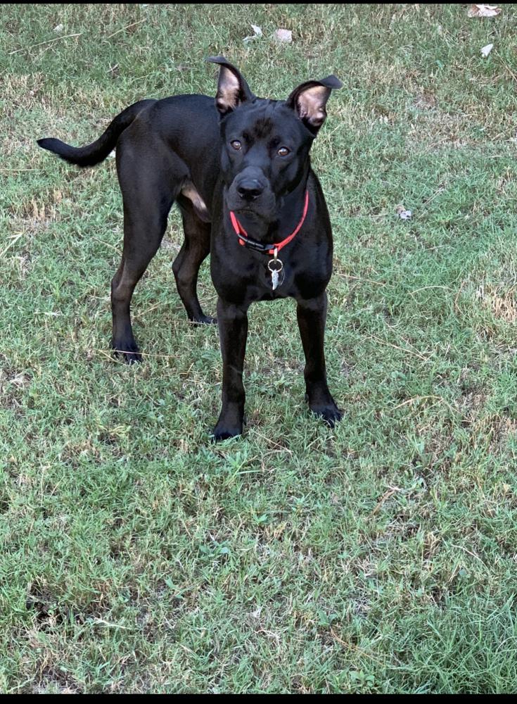 What Breed Is The Apollo Of Dogs