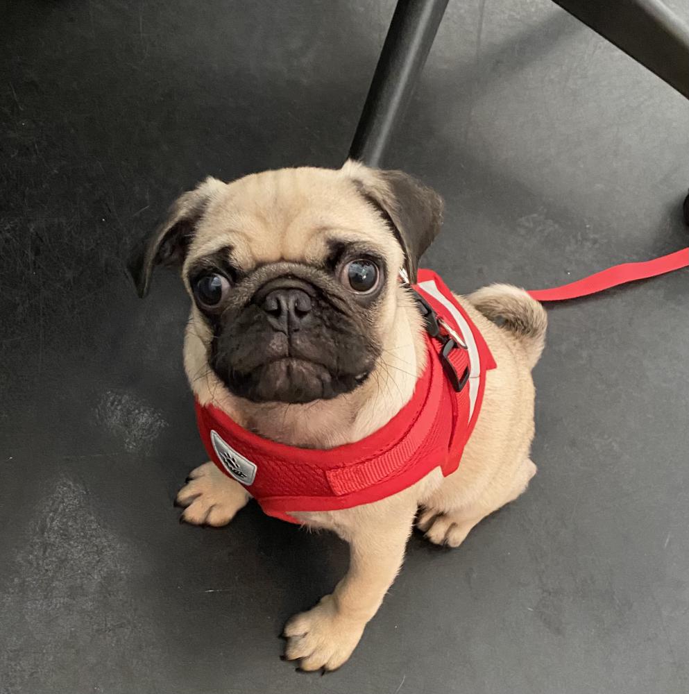 Lost Dog Pug in ATLANTA, GA - Lost My Doggie