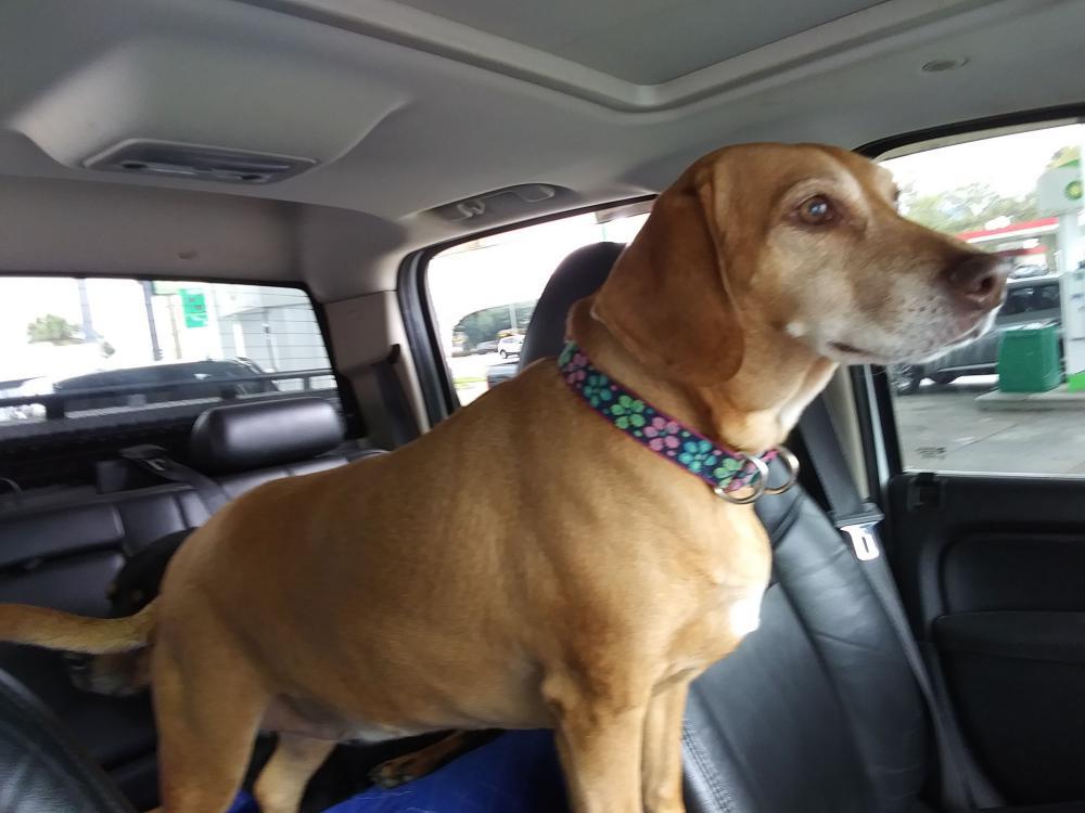 Lost Dog Beagle in PENSACOLA, FL - Lost My Doggie