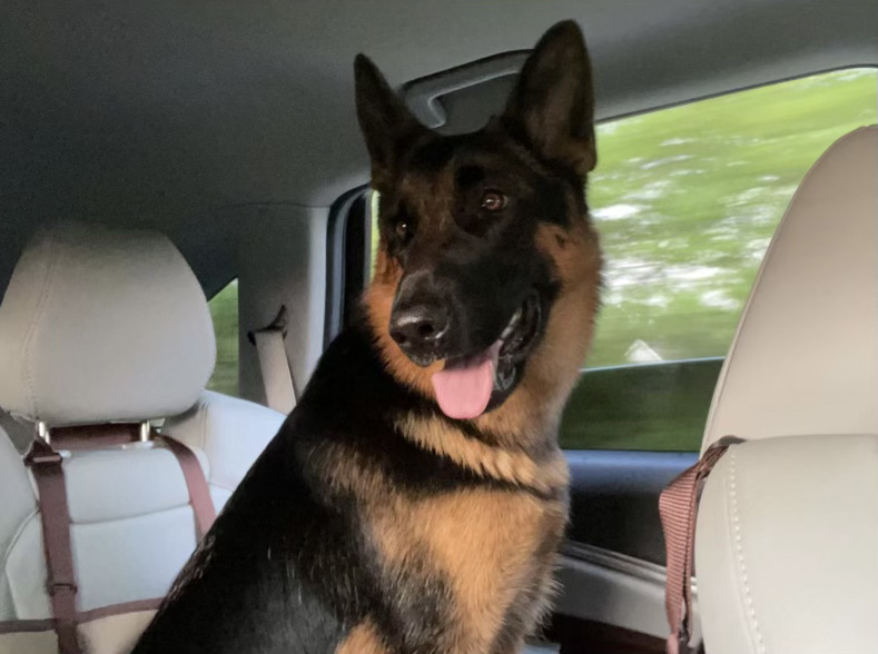 Lost Dog German Shepherd in ORLANDO, FL - Lost My Doggie