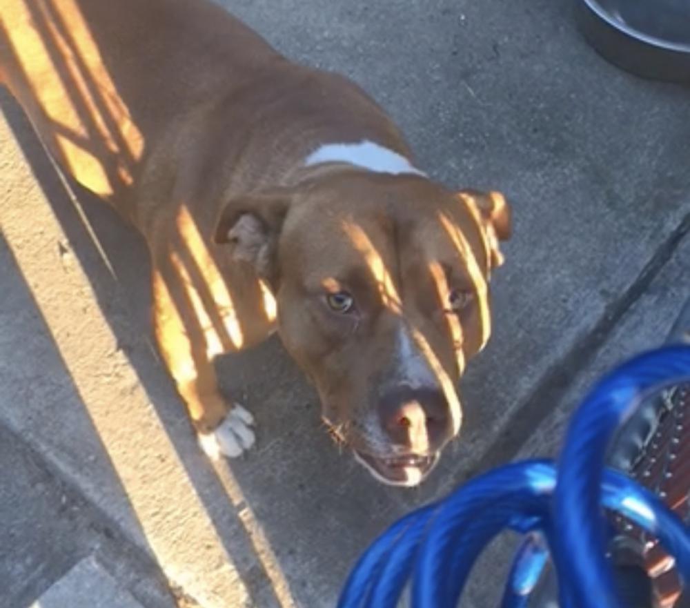 Lost Dog Pit Bull in DETROIT, MI - Lost My Doggie