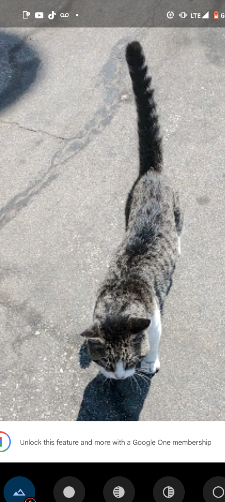 Lost Cat Other in EL SEGUNDO, CA - Lost My Doggie