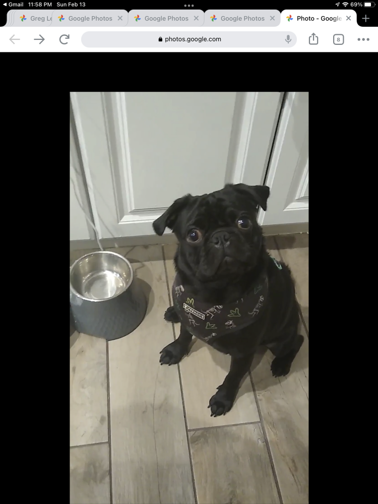Lost Dog Pug in LOS ANGELES, CA - Lost My Doggie
