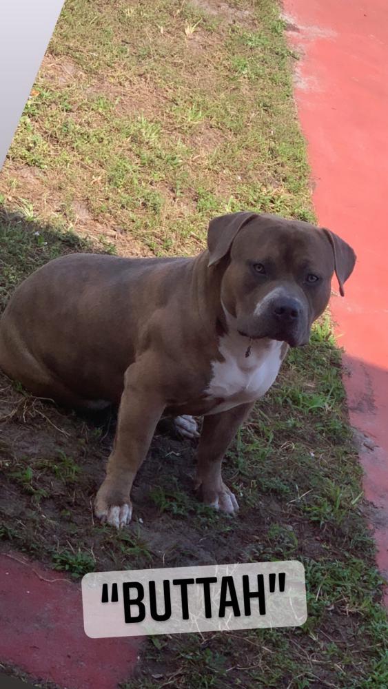 Lost Dog Pit Bull in MIAMI, FL - Lost My Doggie