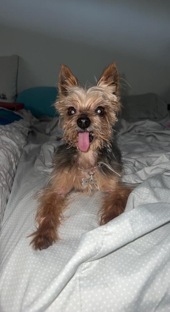 Lost Dog Yorkshire Terrier in MIAMI, FL - Lost My Doggie