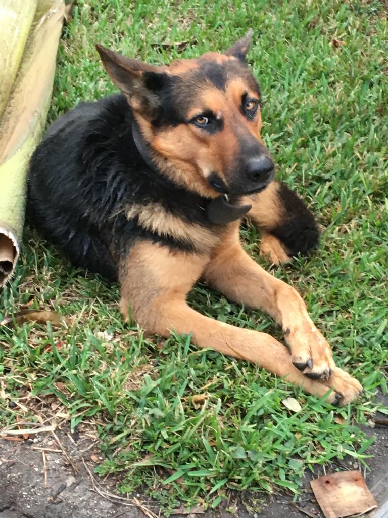 Chocolate German Shepherd German Shepherd Dog Breed Health And Care