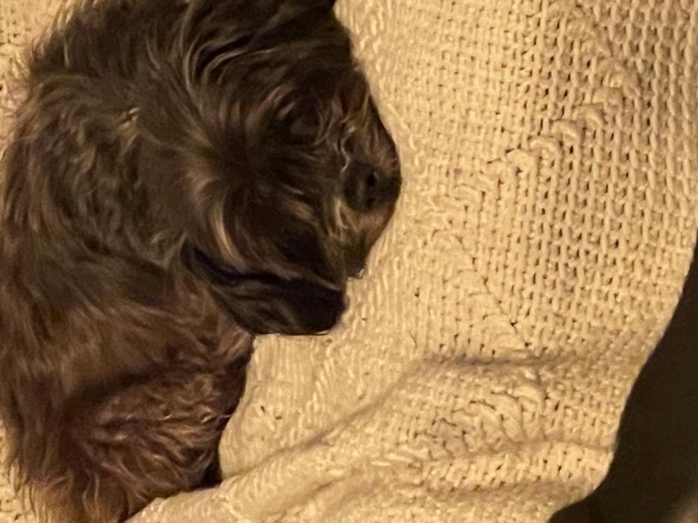 What Kind Of Dog Is Odie