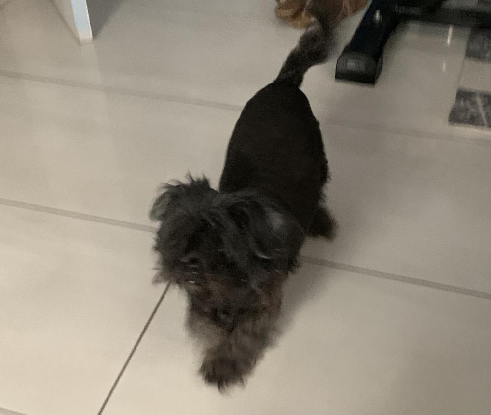 Lost Dog Shih Tzu in HIALEAH, FL - Lost My Doggie