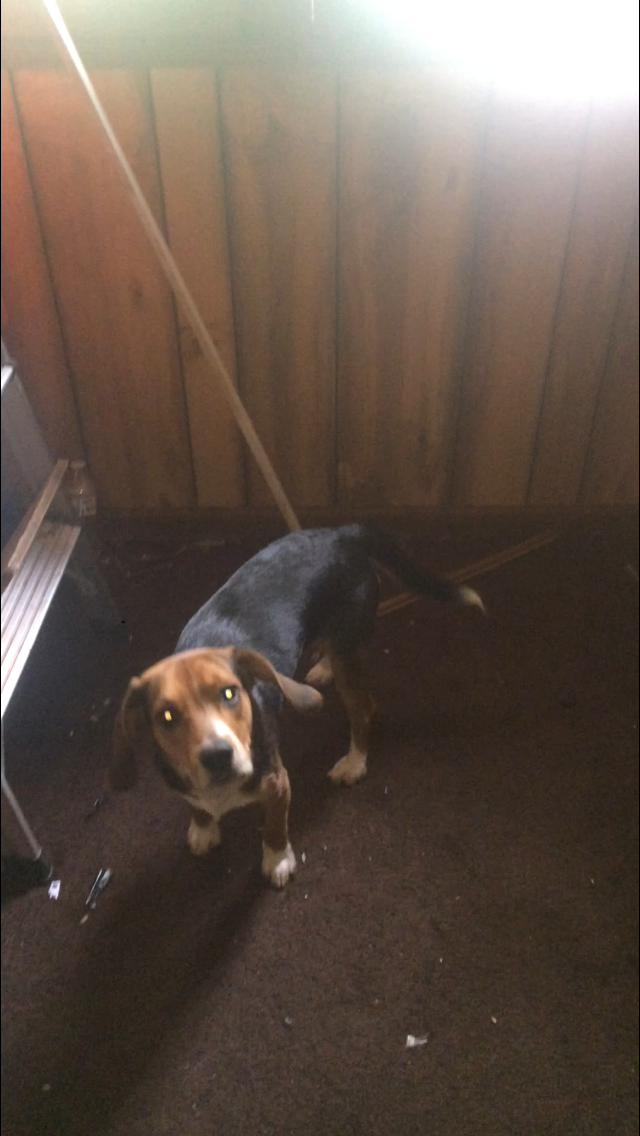 Lost Dog Beagle in CHICAGO, IL - Lost My Doggie