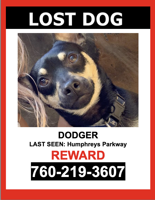 How Do I Find My Lost Dog In The Country