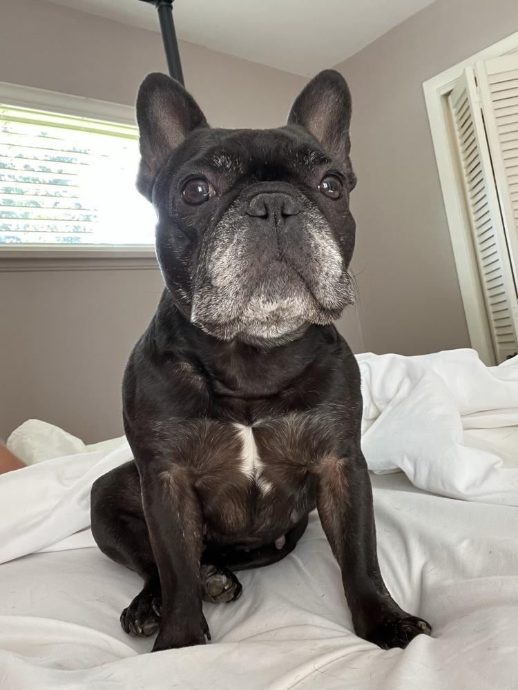Lost Dog French Bulldog in CORDOVA, TN - Lost My Doggie