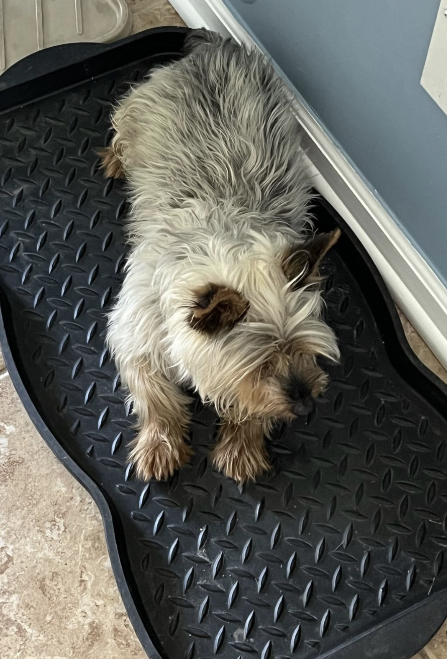 Lost Dog Yorkshire Terrier in DARIEN, IL - Lost My Doggie