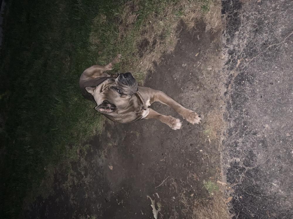 Lost Dog Cane Corso in CHESTER, VA - Lost My Doggie