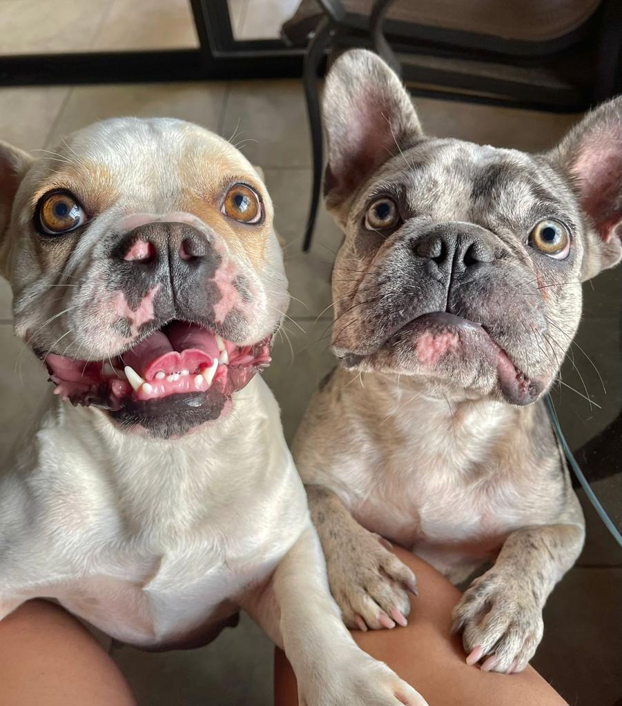 Lost Dog French Bulldog in HOLLYWOOD, FL - Lost My Doggie