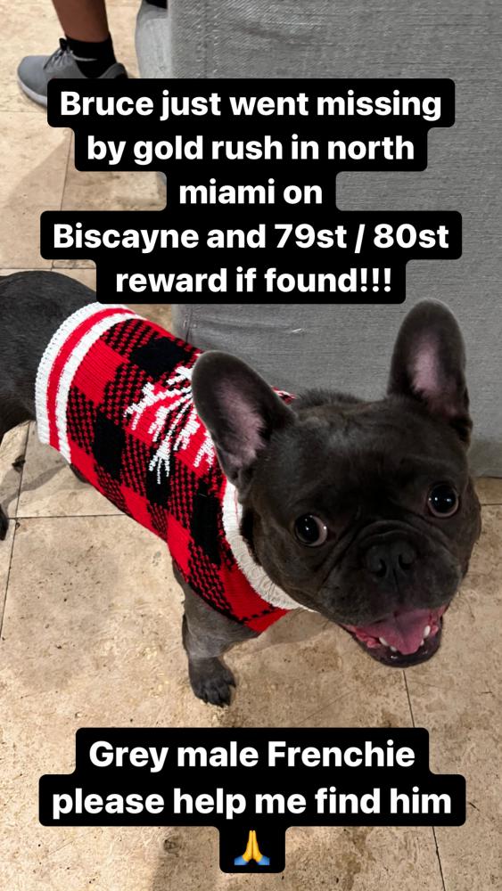 Lost Dog French Bulldog in MIAMI, FL - Lost My Doggie