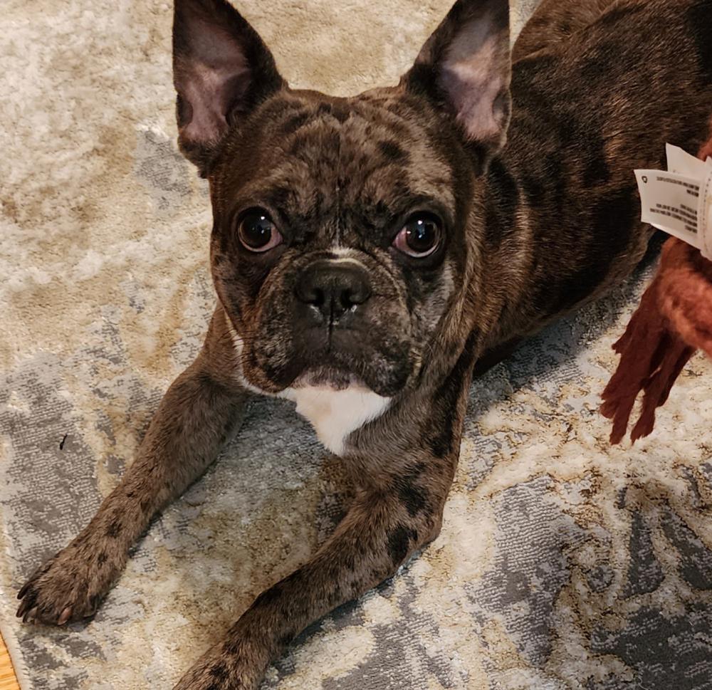 Lost Dog French Bulldog in SEATTLE, WA - Lost My Doggie