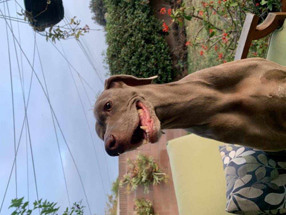 Weimaraner Doberman Mix