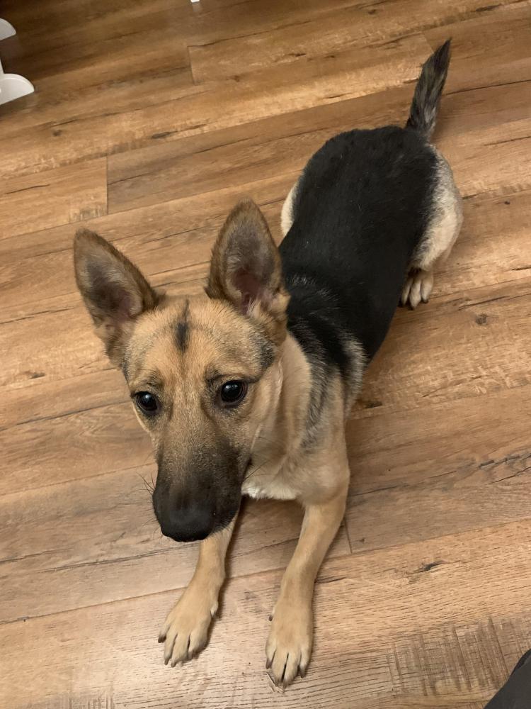 Coyote German Shepherd Mix Puppies