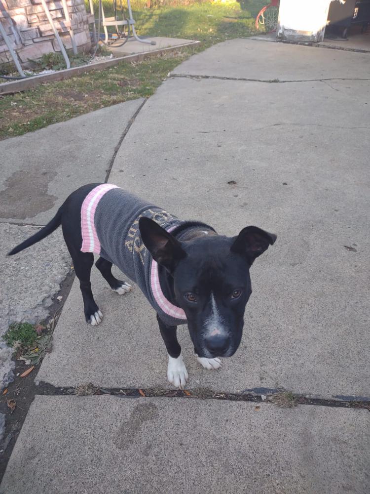 Lost Dog Pit Bull in DETROIT, MI - Lost My Doggie