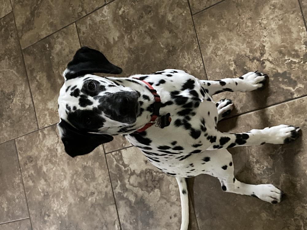 Lost Dog Dalmatian in SPRING, TX - Lost My Doggie
