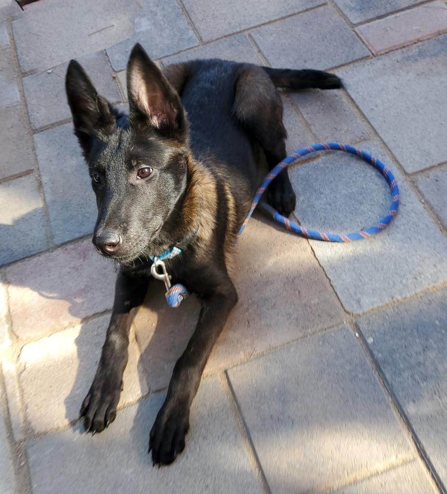 Black German Shepherd Malinois Mix
