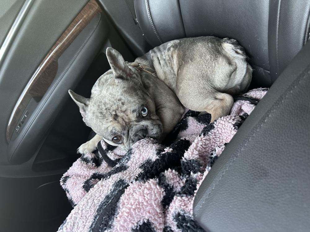 Lost Dog French Bulldog in CERES, CA - Lost My Doggie