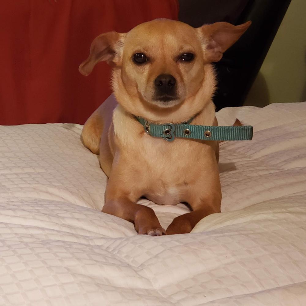 Lost Dog Chihuahua in TUCSON, AZ - Lost My Doggie